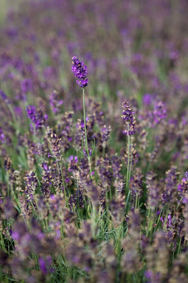 Close Up of a Single Lavender Growing in a Field Stock Image - Image of ...