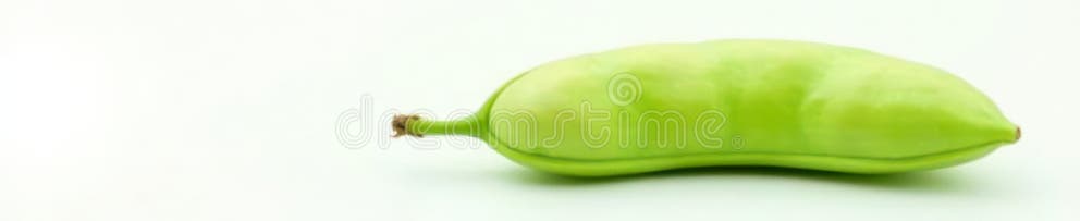 Close Up of Single Lima Bean, Pristine White Background , Protein, Bean Stock Illustration ...