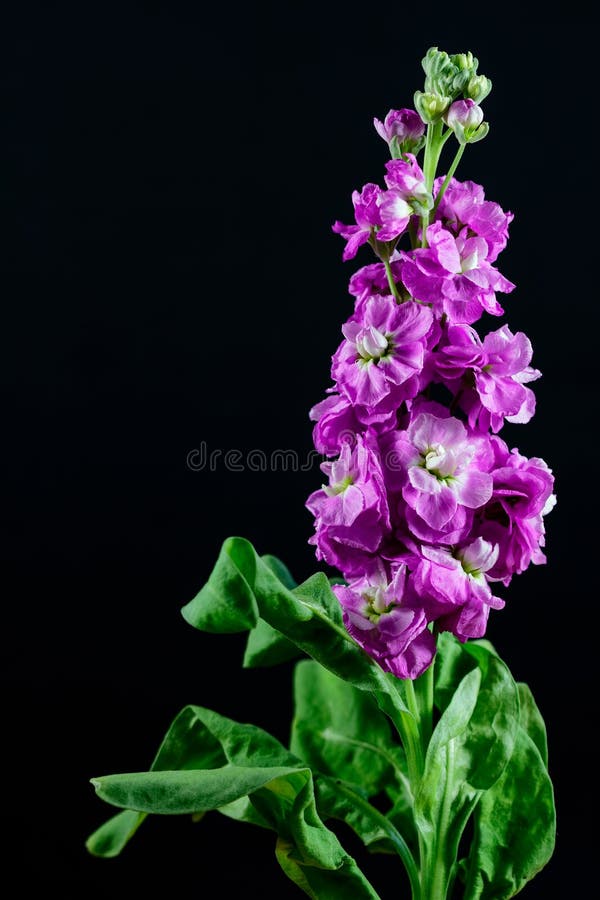 Single Magenta Water Lily with Reflection Stock Image - Image of purity ...
