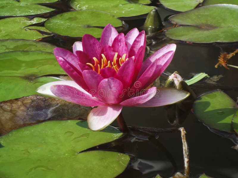 Close-up Single Pink Water-lily in the Water Stock Photo - Image of ...