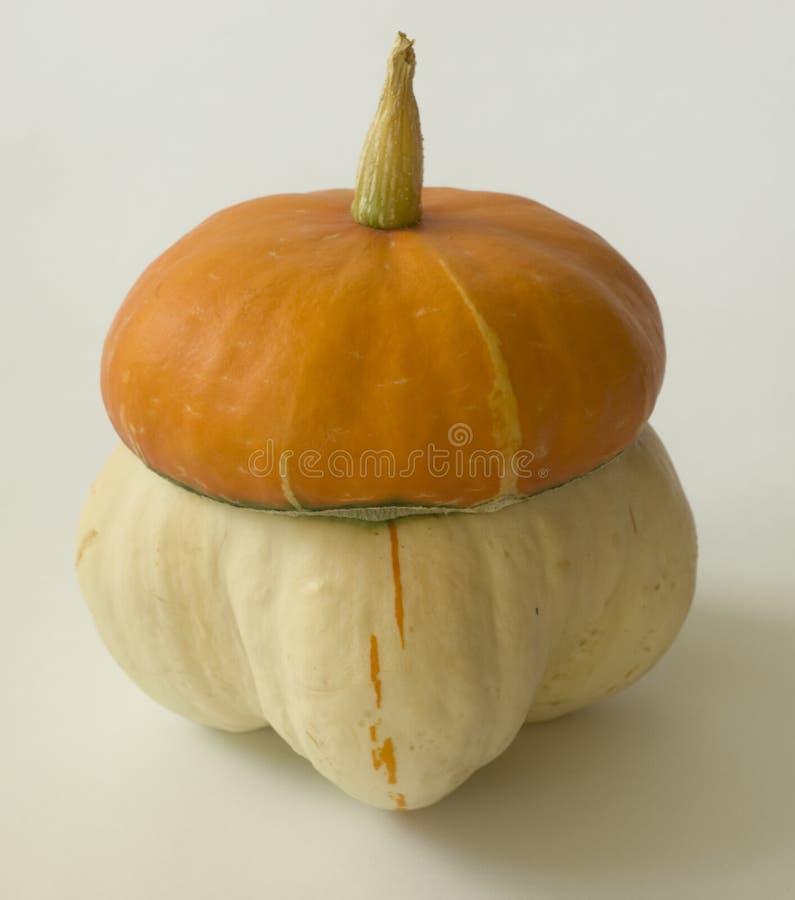 Close-up of a Single Pumpkin Stock Photo - Image of october, plant ...