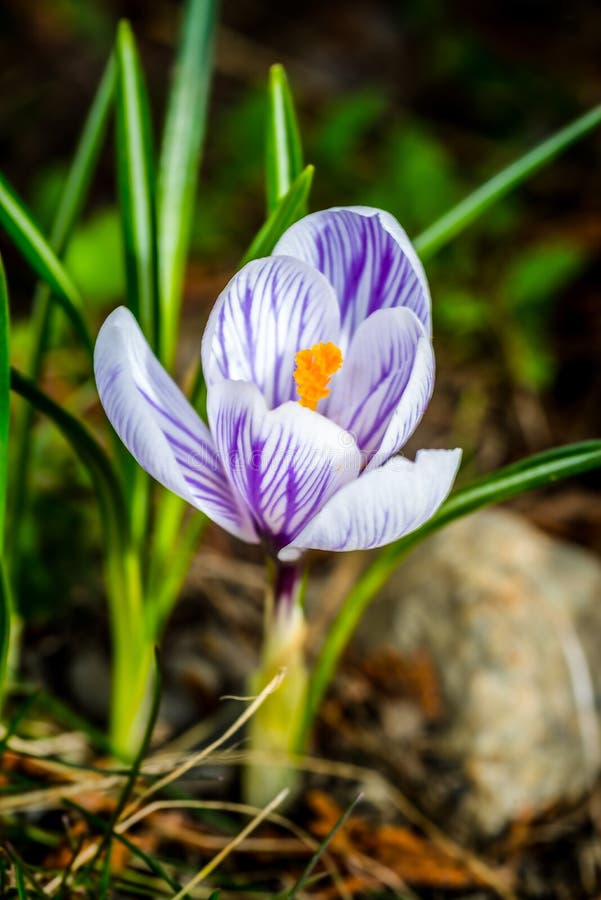 Close Up of a Single Purple Crocus Stock Photo - Image of macro, green ...