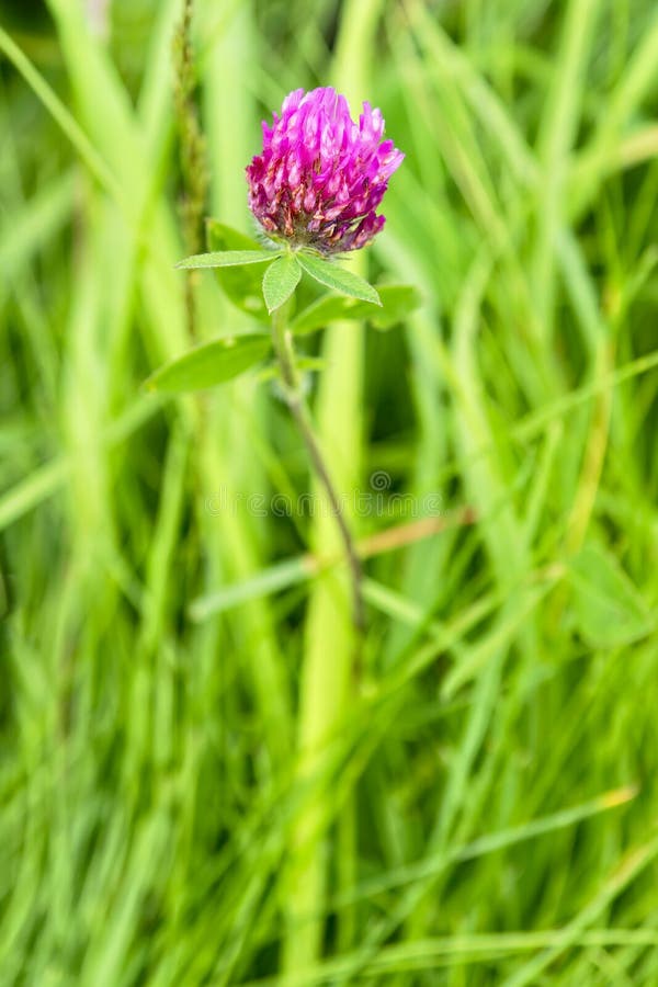 Close Up of a Single Red Clover Wildflower Growing in a Meadow Stock ...
