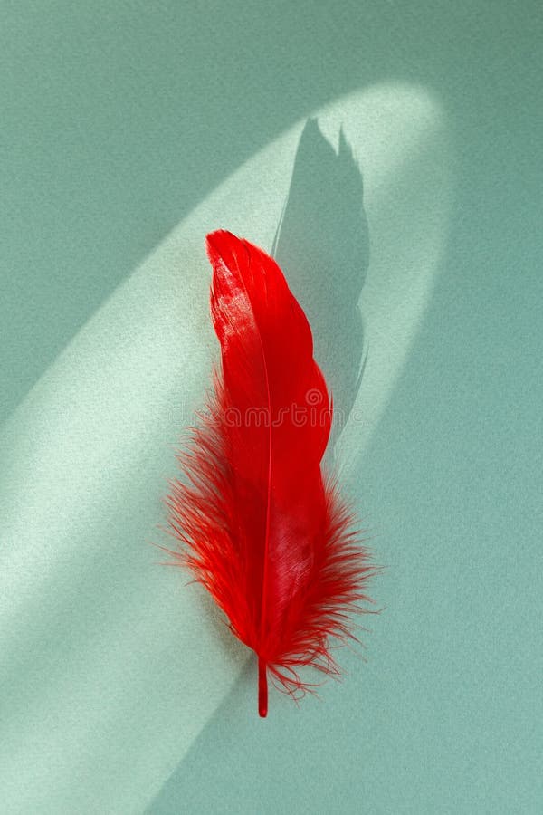 Single Red Feather on Mint Green Background Stock Photo - Image of ...