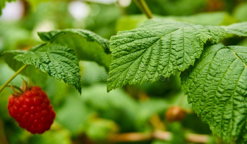 Close Up from a Single Red Raspberry on Shrub Stock Image - Image of ...