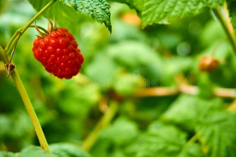 Close Up from a Single Red Raspberry on Shrub Stock Photo - Image of ...