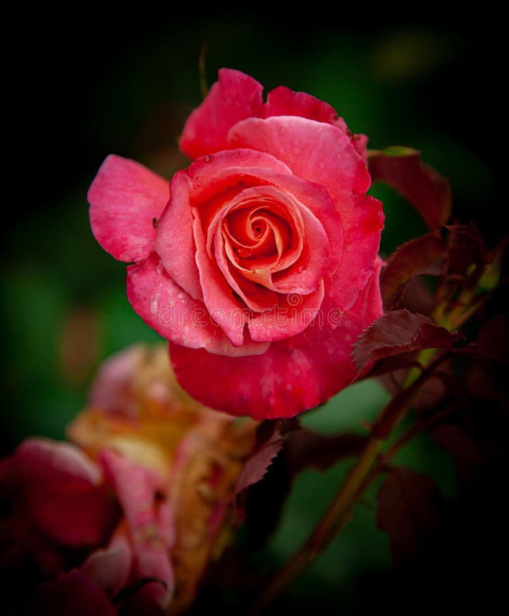 Close Up of a Single Red Rose Stock Photo - Image of wildflower, shrub ...