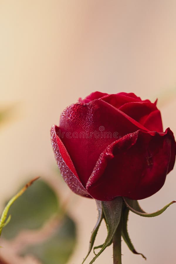 Close-up of a Single Red Rose Stock Image - Image of isolated, closed ...