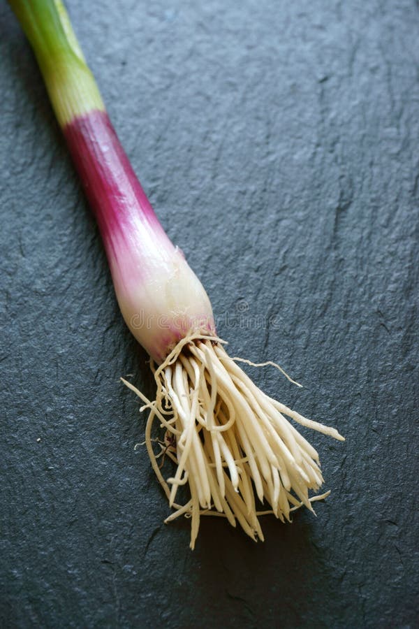 Close Up of Single Red Scallion Stock Photo - Image of platter ...