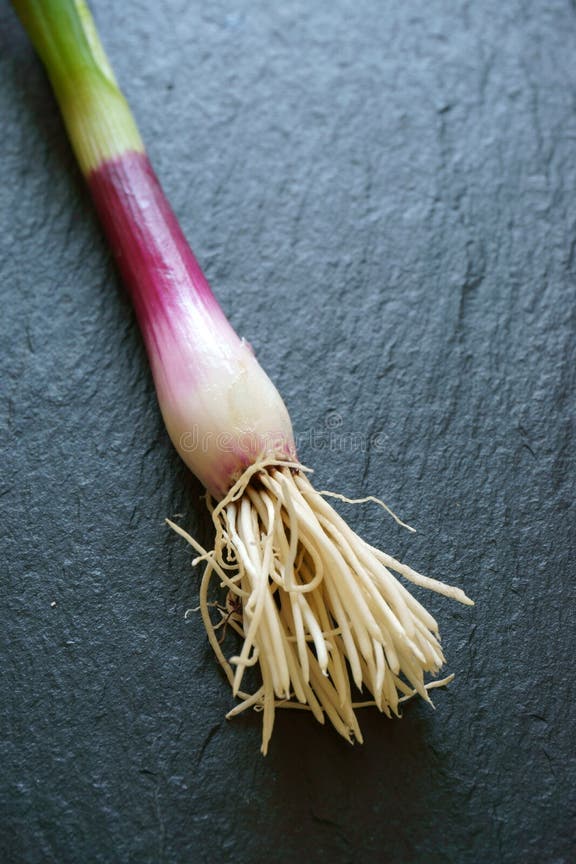 Close Up of Single Red Scallion Stock Photo - Image of platter ...