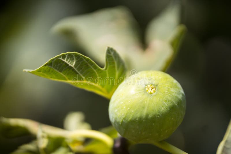 Close Up of a Single Ripe Fig on the Branch Stock Photo - Image of ...