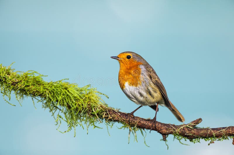 A Robin Sat on a Tree Branch Stock Image - Image of fence, birdwatching ...