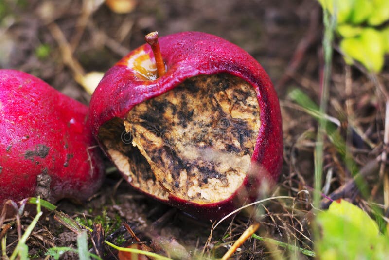 Rotten Apple Basket Stock Photos - Free & Royalty-Free Stock Photos ...