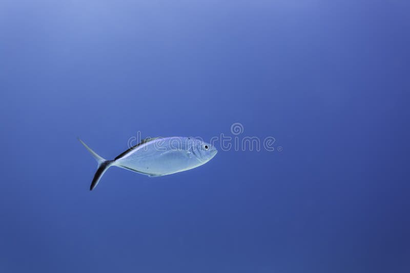 Close Up of Single Silver Fish Swimming in Clear Blue Ocean Stock Photo ...