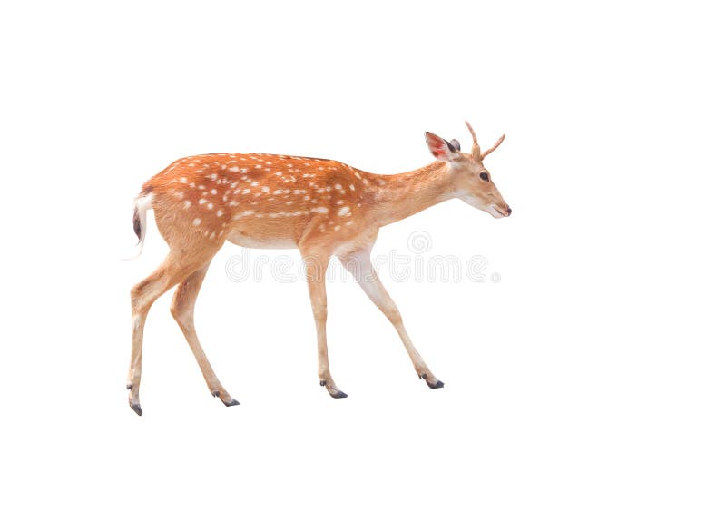 Small Dear Standing on White Background with Clipping Path Stock Image ...