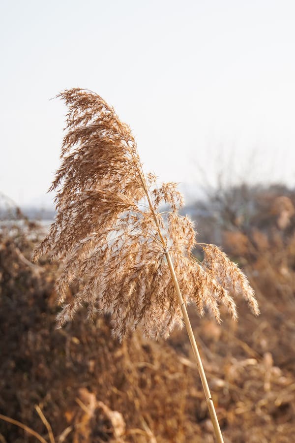 Close Up of a Single Stalk of Common Reed Stock Image - Image of branch ...