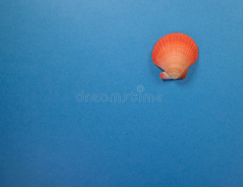 Close Up of a Single Tropical Red Sea Shell Stock Photo - Image of dark ...