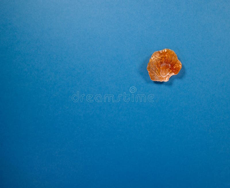 Close Up of a Single Tropical Red Sea Shell Stock Image - Image of ...