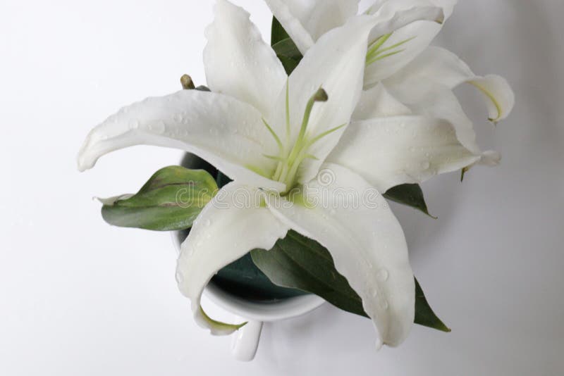 Close Up Single White Lily Flower Stock Photo - Image of beauty, white ...
