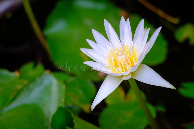 Close Up Single White Lotus Stock Photo - Image of green, close: 166822058