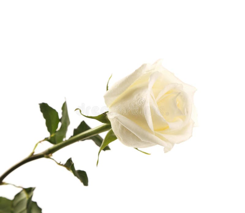 Single White Rose with Leaves and Stem Stock Image - Image of beauty ...