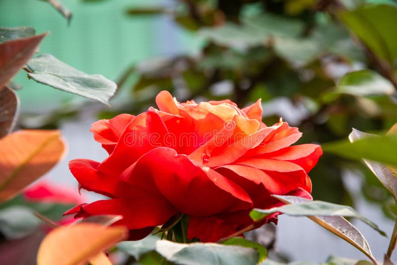 Wild Red Rose stock photo. Image of fragrant, flower - 152642428