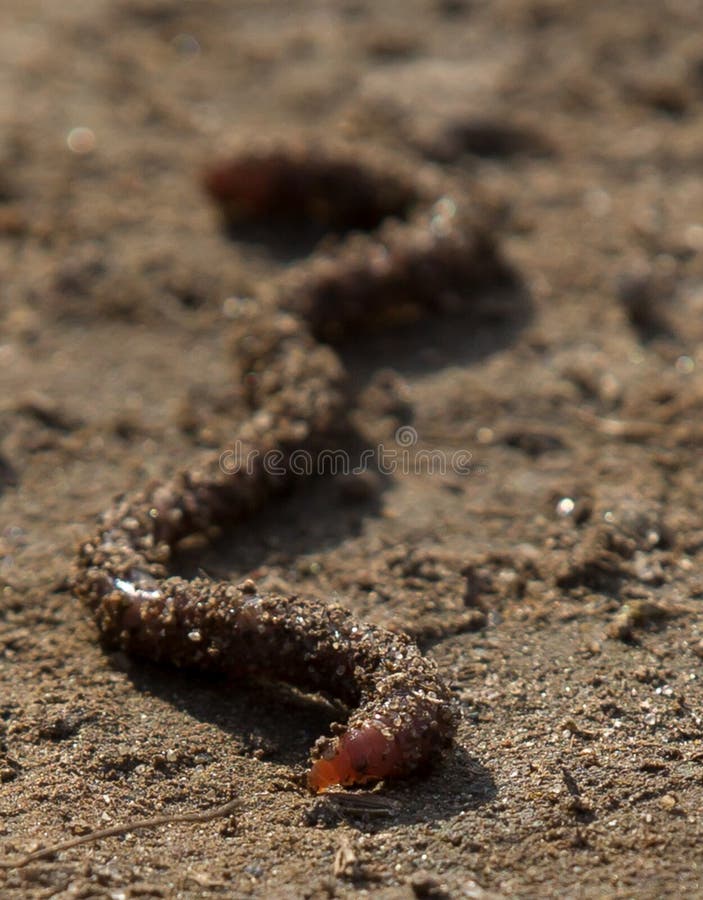 Worm on sand surface stock image. Image of surface, animal - 376938639