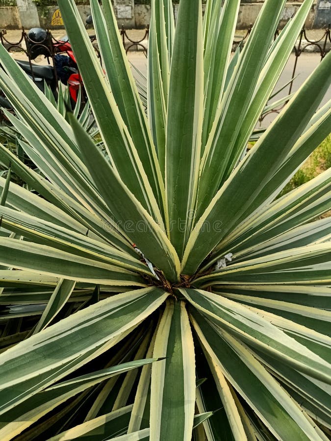 360 Sisal Leaf Stock Photos - Free & Royalty-Free Stock Photos from ...