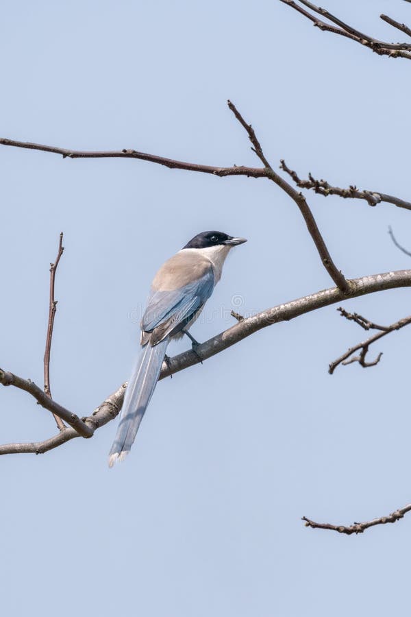 Close-up of a Sitting, Beautiful Azure Winged Magpie Stock Image ...