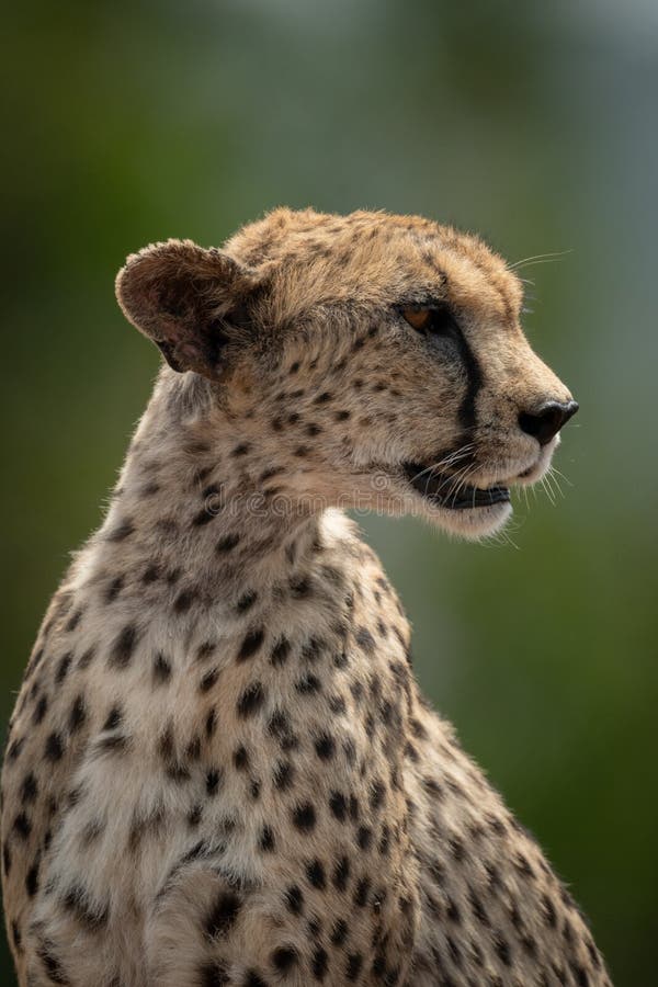 Close-up of Sitting Female Cheetah Turning Head Stock Photo - Image of ...