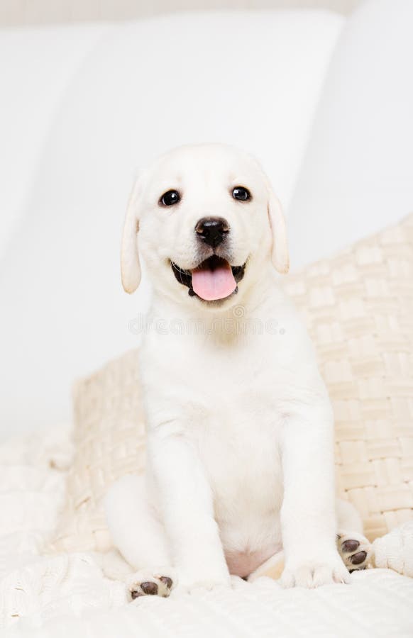 Close Up of Sitting on the Sofa Labrador Puppy Stock Photo - Image of ...