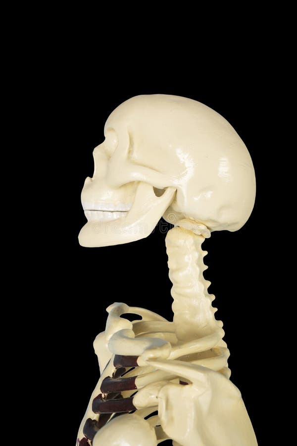 Skeleton Structure Model with Dark Background Stock Image - Image of ...