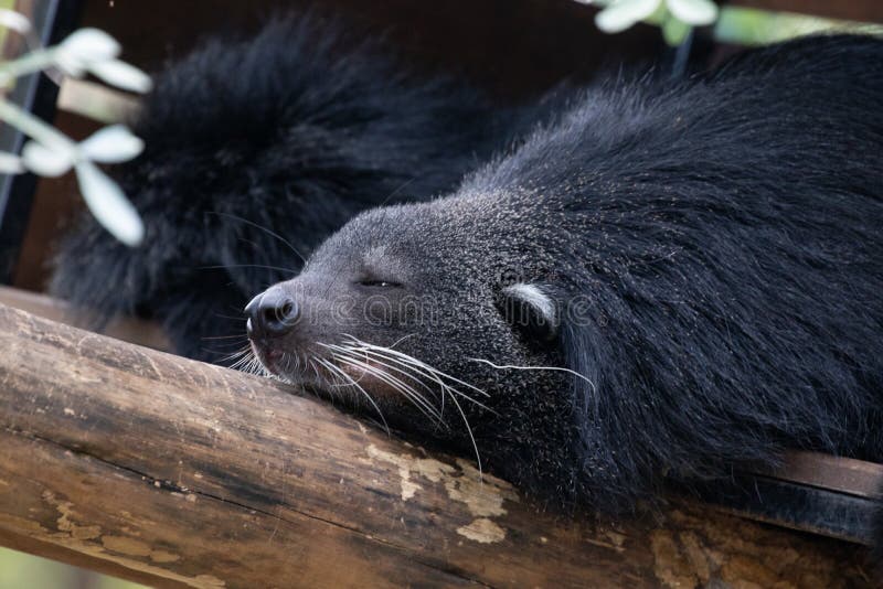 Close Up Sleeping Binturong Stock Image - Image of sleeping, rodent ...