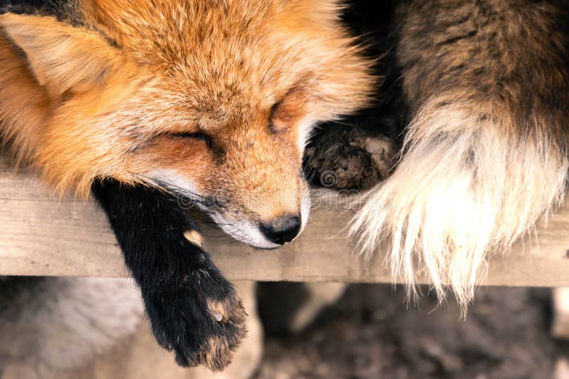 Close-up Sleeping Fluffy Fox Stock Photo - Image of miyagi, mammal ...