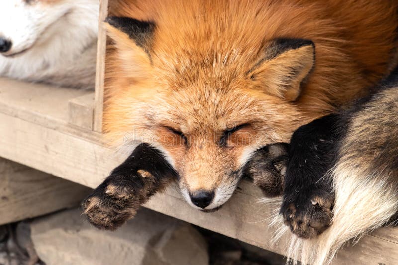 Close-up Sleeping Fluffy Fox Stock Photo - Image of kitsune, exotic ...