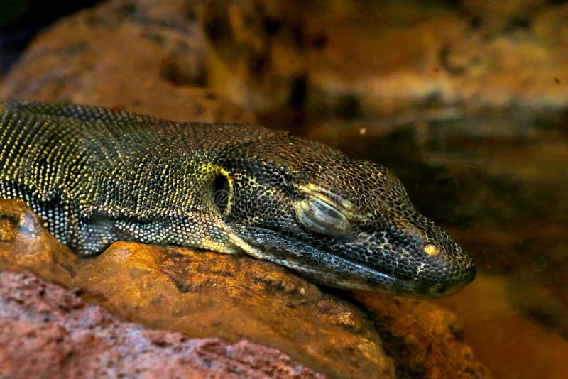 Close-up of a Sleeping Lizard in the Park. Stock Photo - Image of ...