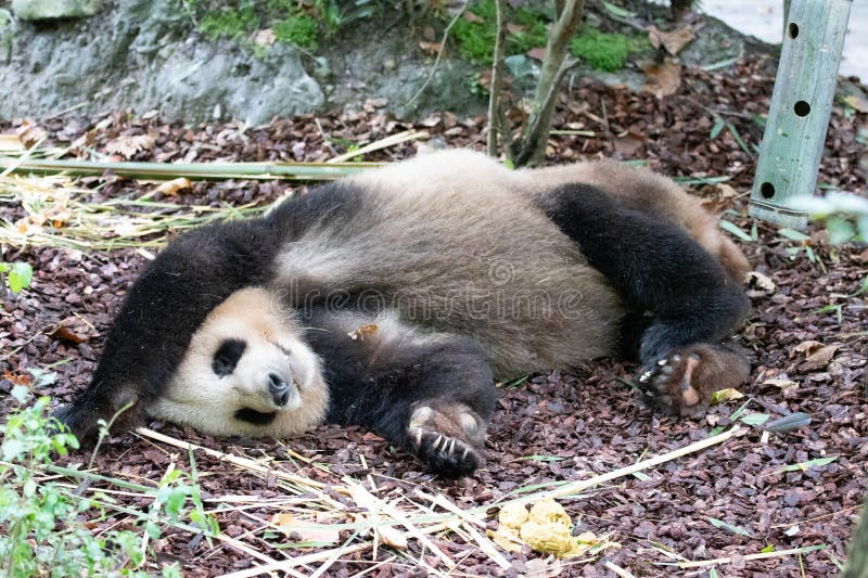 Close Up Sleeping Panda in Chengdu Panda Base Stock Photo - Image of ...