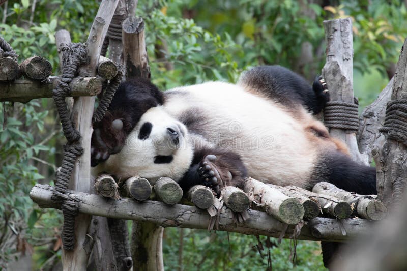 Close Up Sleeping Panda, China Stock Photo - Image of habitat ...