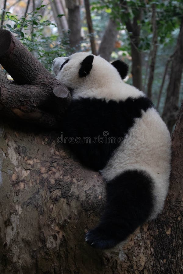 Funny Pose of Sleeping Panda on the Wood Structure, Chengdu Panda Base ...