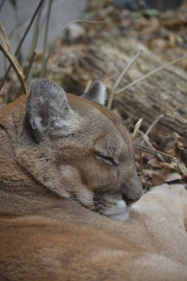 Close Up of a Sleeping Puma Stock Photo - Image of attraction, nature ...