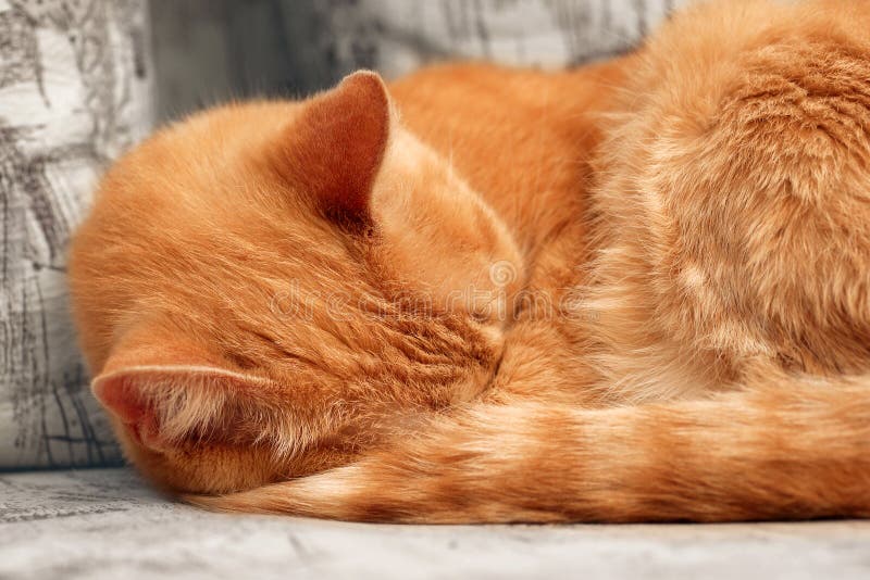 Ginger Cat With Its Tail In The Air Stock Image - Image of looking ...