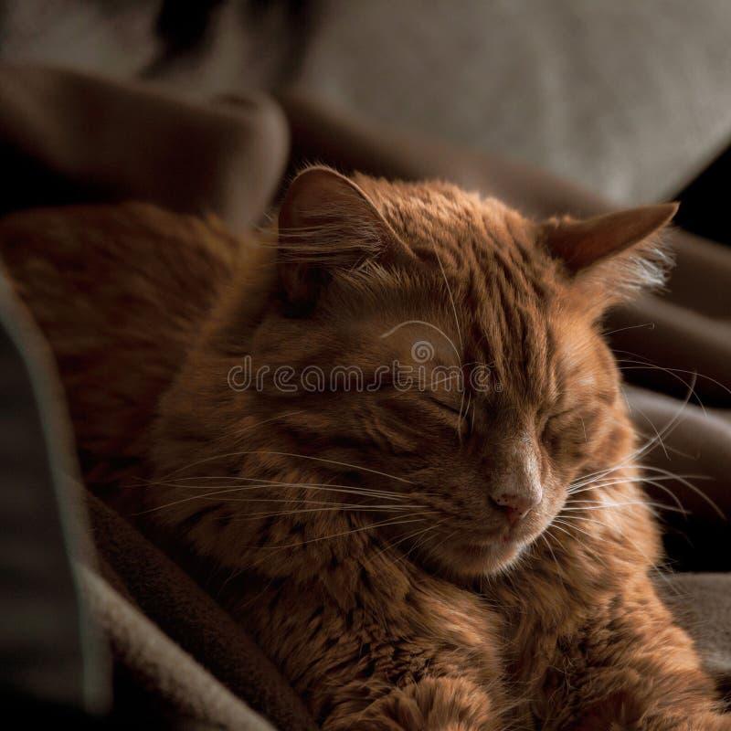 Close Up of a Sleepy Golden Cat at Home Stock Photo - Image of kitten ...
