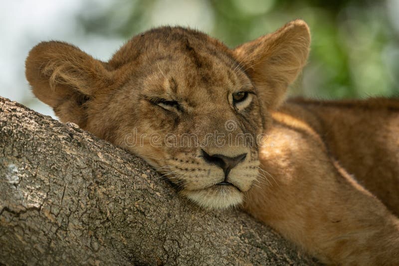 Close-up of Sleepy Lion Cub on Branch Stock Image - Image of sleeping ...