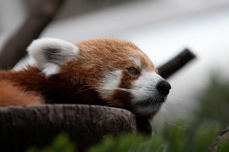 Close Up Sleepy Red Panda, Lesser Panda , on the Tree Stock Image ...