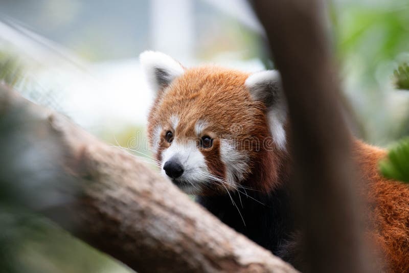 Close Up Sleepy Red Panda, Lesser Panda , on the Tree Stock Image ...