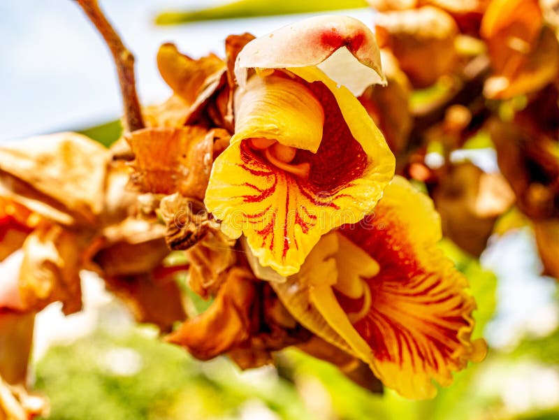 Close Up of a Slightly Opened Shell Ginger Blossom Stock Photo - Image ...