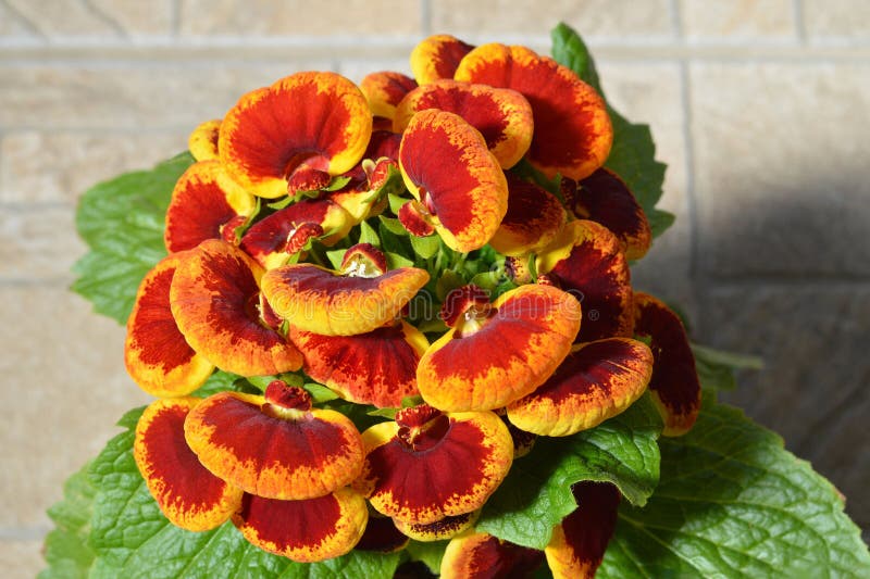 Close Up of Slipper Flower (Calceolaria Plant) Stock Photo - Image of ...