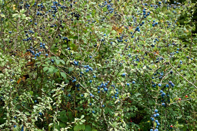 Close Up of Sloe Berries on a Blackthorn Prunus Spinosa Tree Stock ...