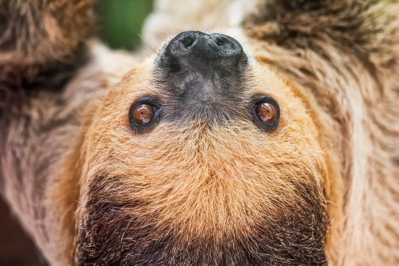 Three-toed sloth, Close-up stock photo. Image of activity - 20059714
