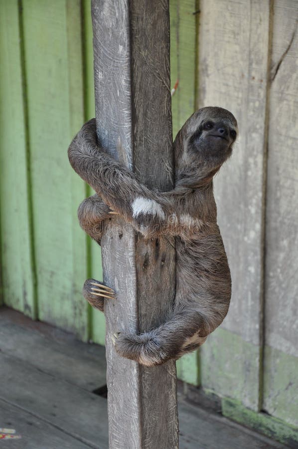 Close-up of a Sloth Perched in a Tree in a Naturalistic Enclosure at a ...